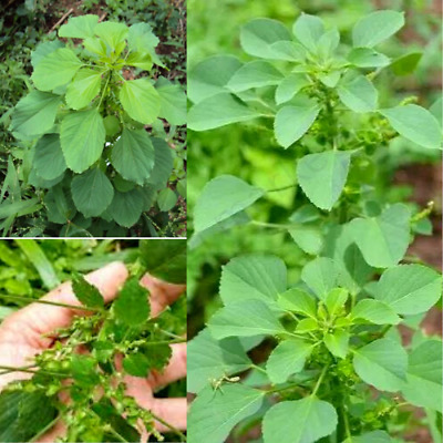Acalypha indica - Aapgs Angadi